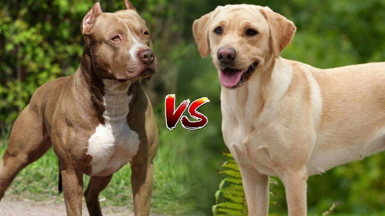 PIT BULL VS LABRADOR - Who will win this battle? Who is stronger? - YouTube