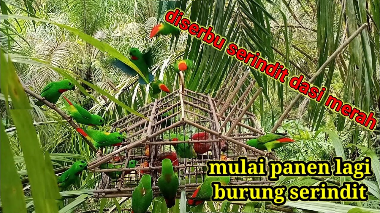 PANEN SERINDIT DASI MERAH DENGAN MENGGUNAKAN PIKATAN GACOR & SANGKAR ...