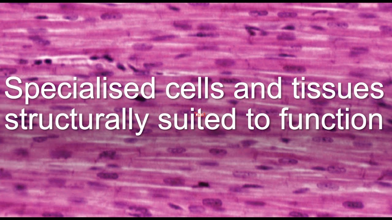 Specialised structure and function of cells and tissue - YouTube