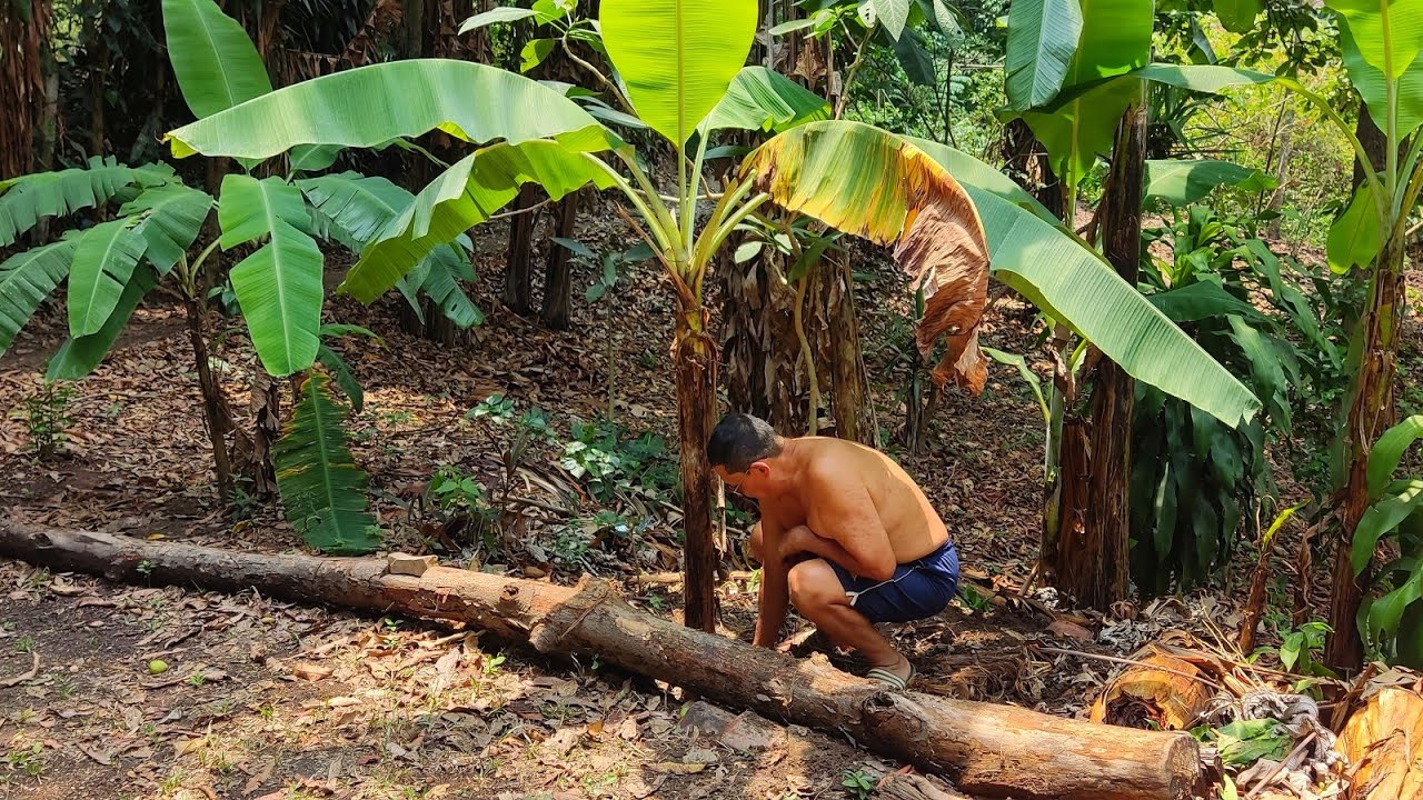 Don Juanito Enseñando a sembrar Matas De guineo En el Salvador 🇸🇻 - YouTube