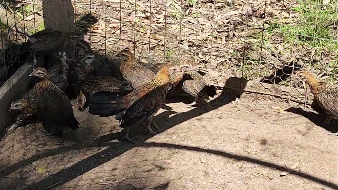 me nyuam qaib qus luajj li no lawm nawb. - YouTube