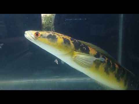 Yellow maru - YouTube