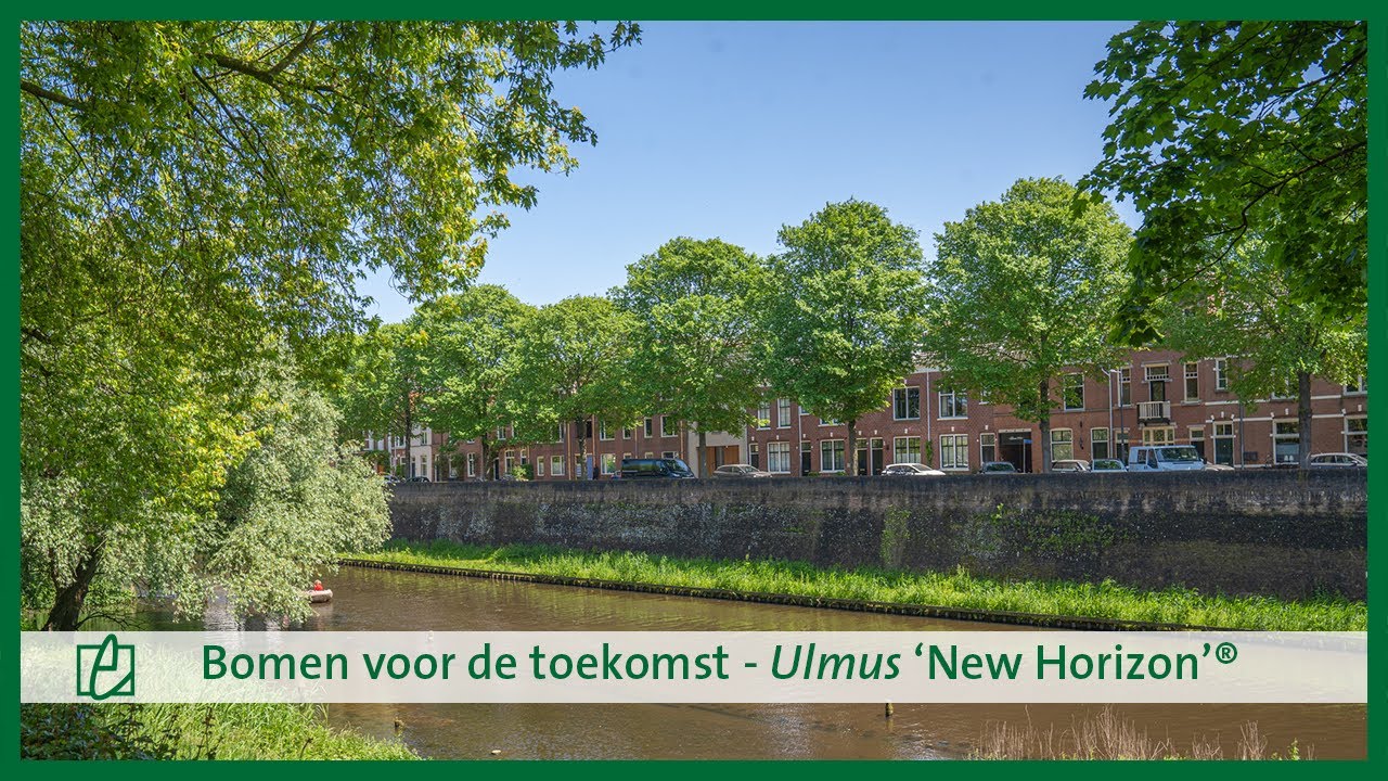 Bomen voor de toekomst - Ulmus 'New Horizon'® - YouTube