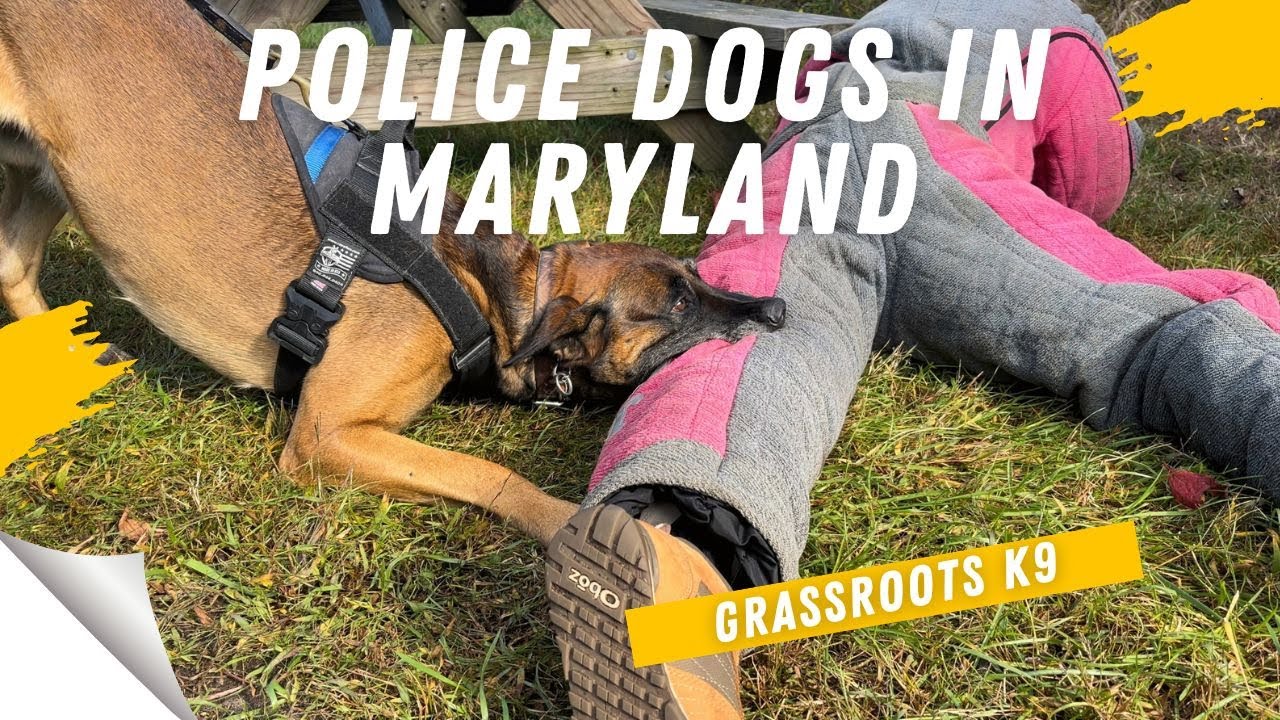 Training Police Dogs in Maryland - YouTube