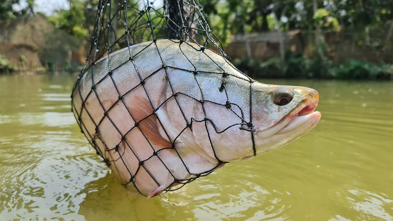Unique Underwater Fishing | Best Underwater Fish Catching | Best ...