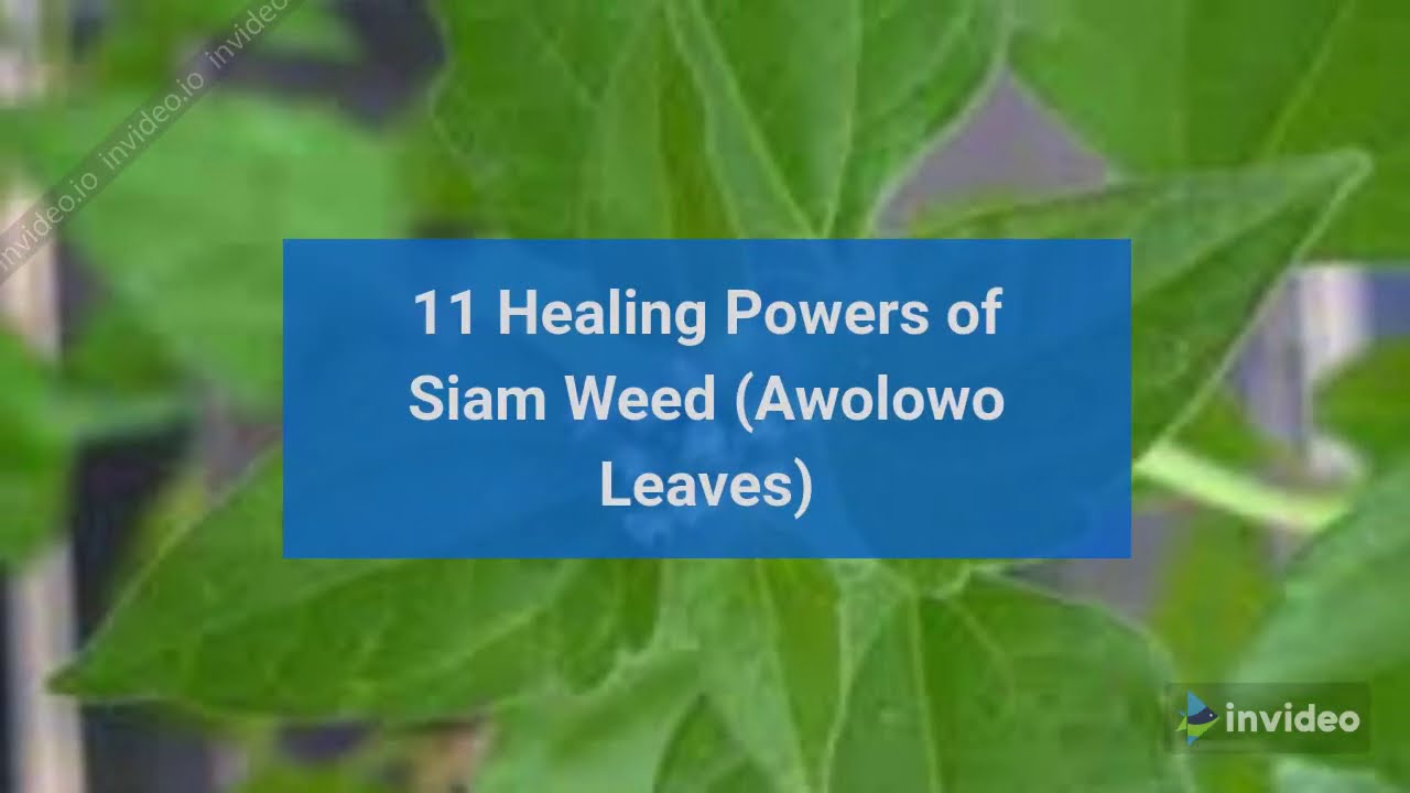 11 Healing Powers of Siam Weed (Awolowo Leaves) - YouTube
