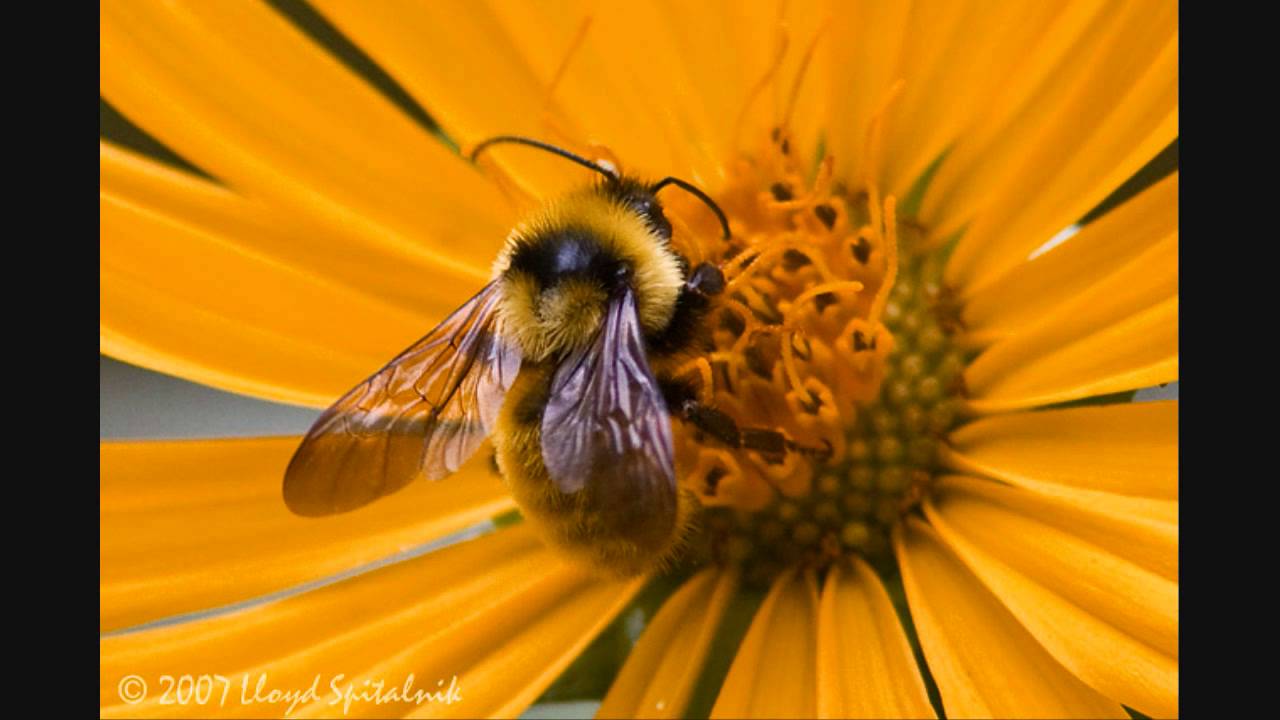 Styles Of Beyond Bumble Bee Skit ft. Alex 2Tone - YouTube