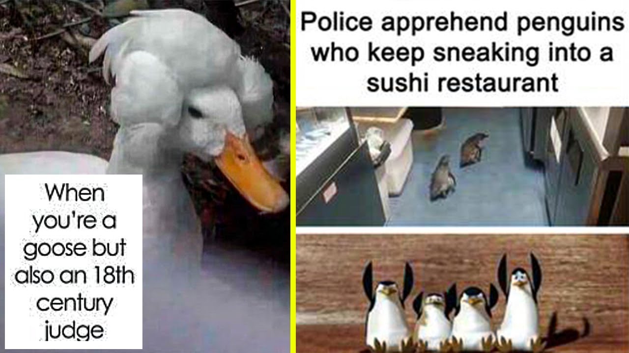 Get Grinning With Top Bird Memes Curated By This Facebook Page - YouTube