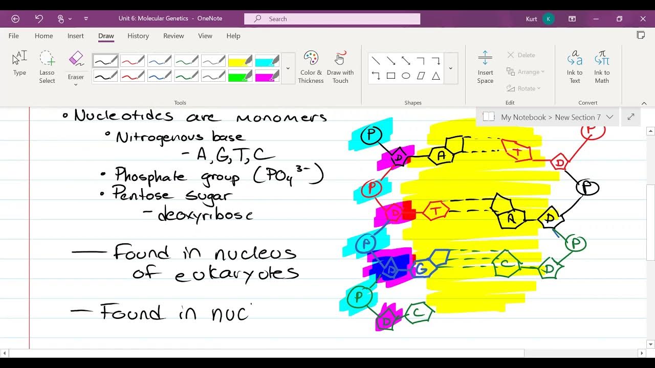 AP Biology Final Review: Unit 6 - Molecular Genetics - YouTube