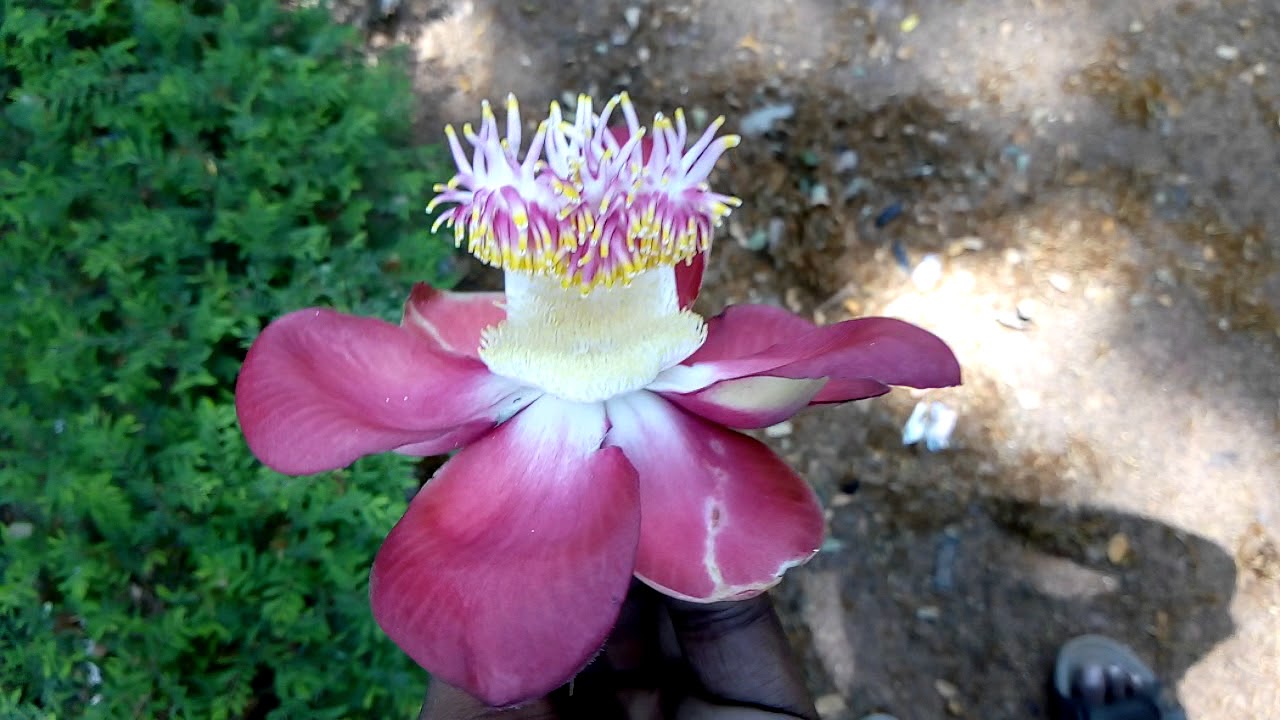 Couroupita guianensis of Lecythidaceae Flower, Beauty of Nagalinga ...