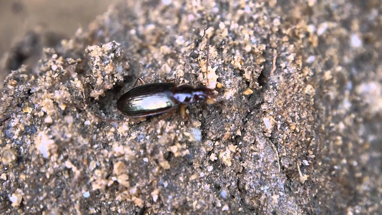 冬眠中のハラアカモリヒラタゴミムシColpodes japonicus - YouTube