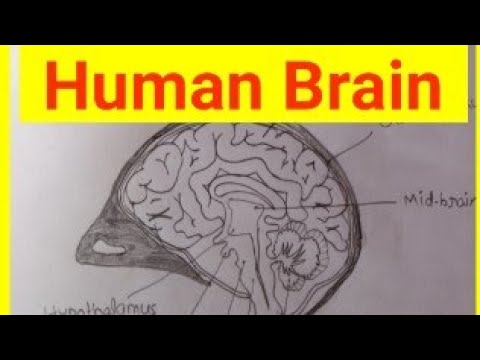 Human brain diagram drawing easy steps by steps with labelling - YouTube