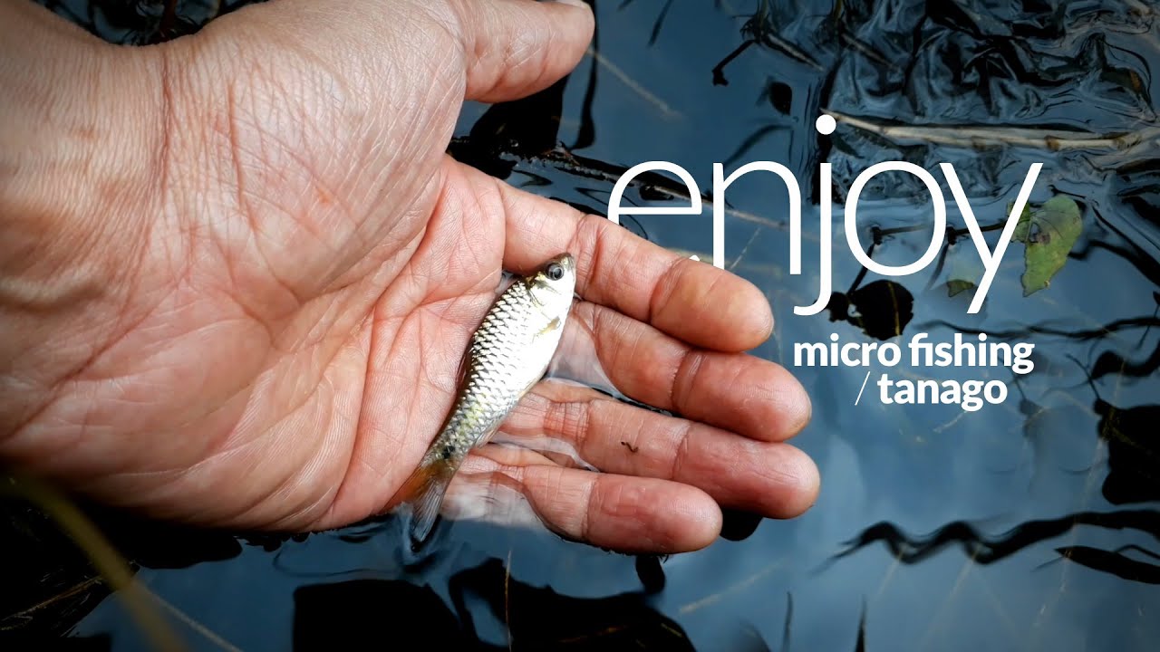 IKAN KECIL KEBAHAGIAAN BESAR💖Micro Fishing-Tanago🎣 - YouTube