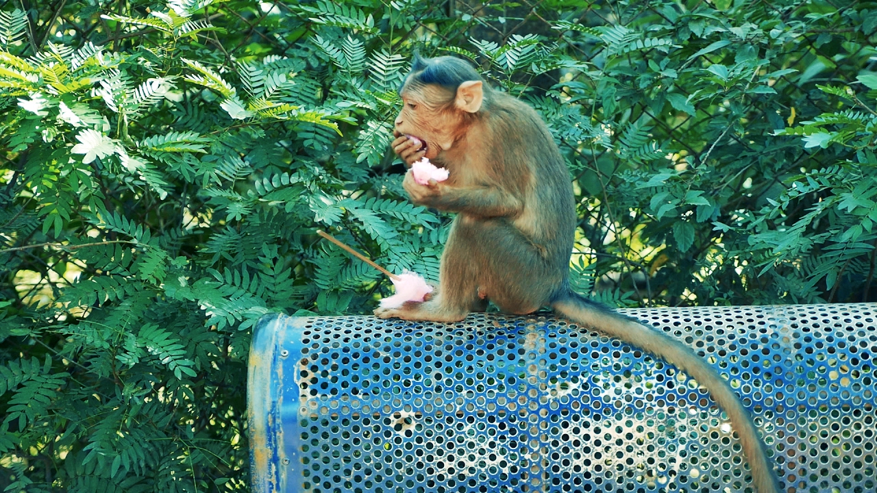 Hungry Monkey Eating Cotton Candy || Monkey Video || Monkey Eating ...
