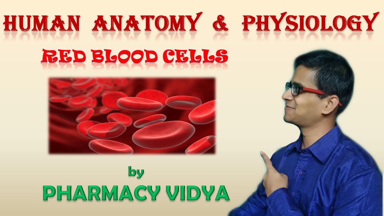 Human Anatomy & Physiology ǀ Blood Chapter ǀ Red Blood Cells - YouTube