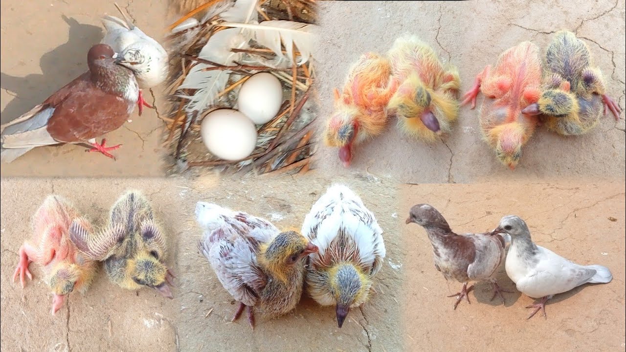 Pigeon Hatched From Two Eggs | Red And White Pigeon Chicks Growth Day ...