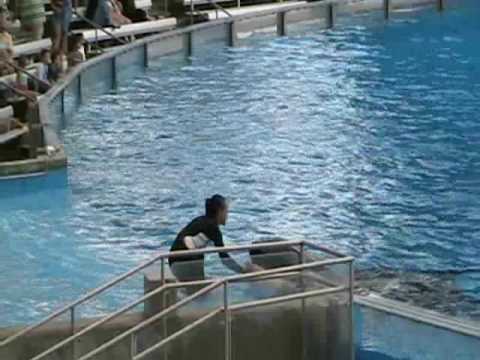 SEA WORLD SHAMU SHOW ORLANDO 2006 part 1 - YouTube