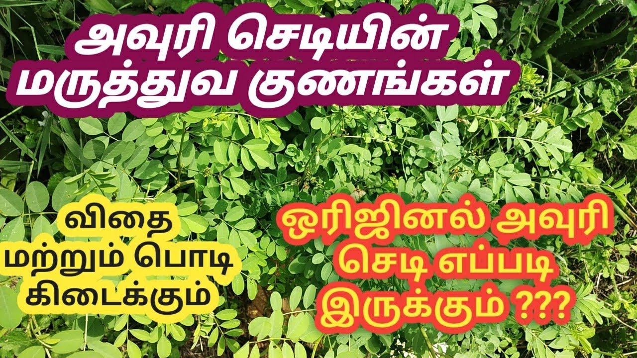  Medicinal Uses Of Avuri Indigo Powder In