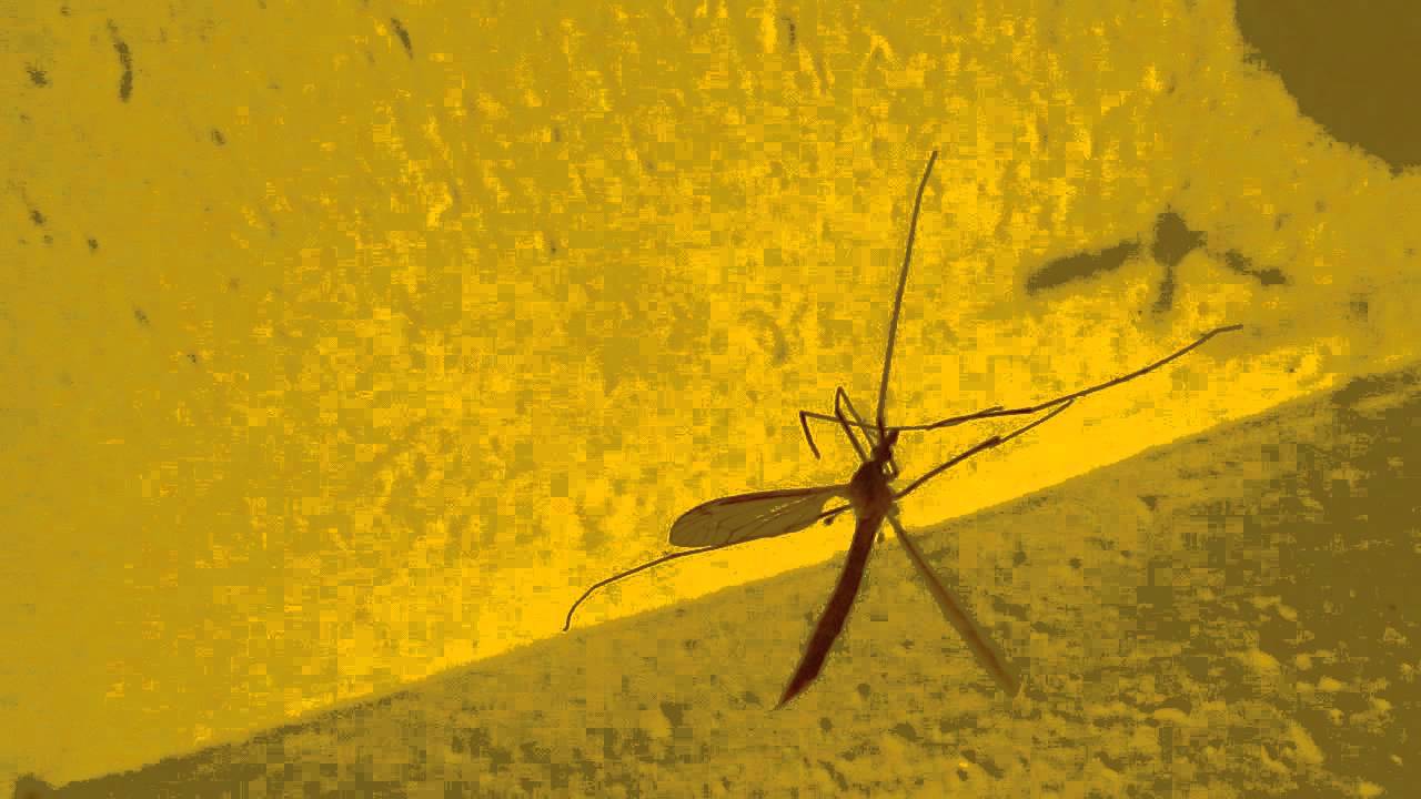 Her Last Moment. By Joshua Scalf - YouTube