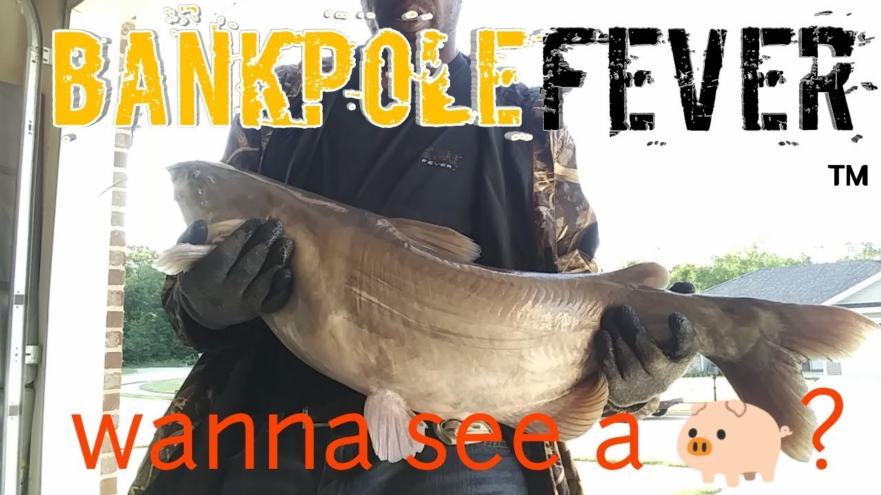 Day #3 Bank poles for Monster Catfish in flooded rivers using Drop shot ...