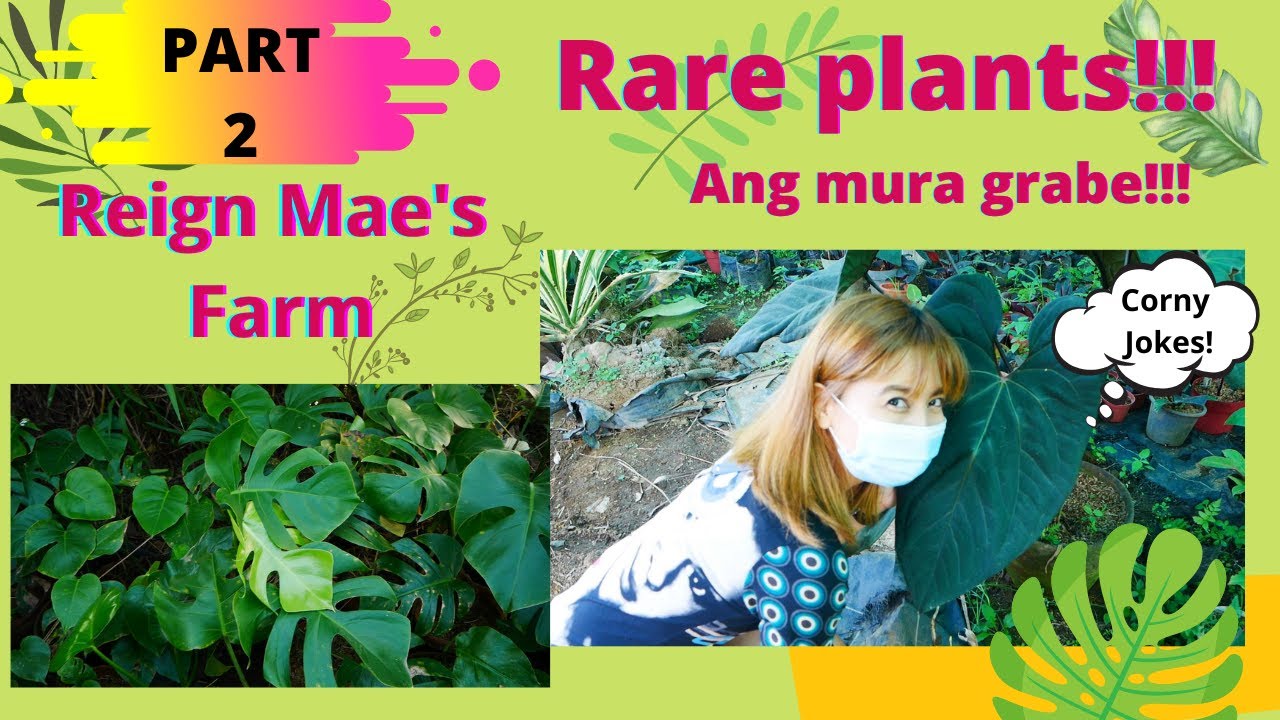 Part 2 |GARDEN VISIT | MURANG RARE PLANTS | MURANG BILIHAN NG HALAMAN ...