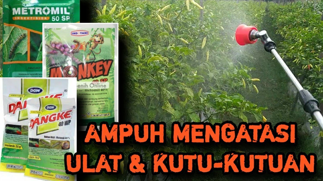 insektisida metomil untuk mengatasi ulat dan kutu daun pada tanaman ...