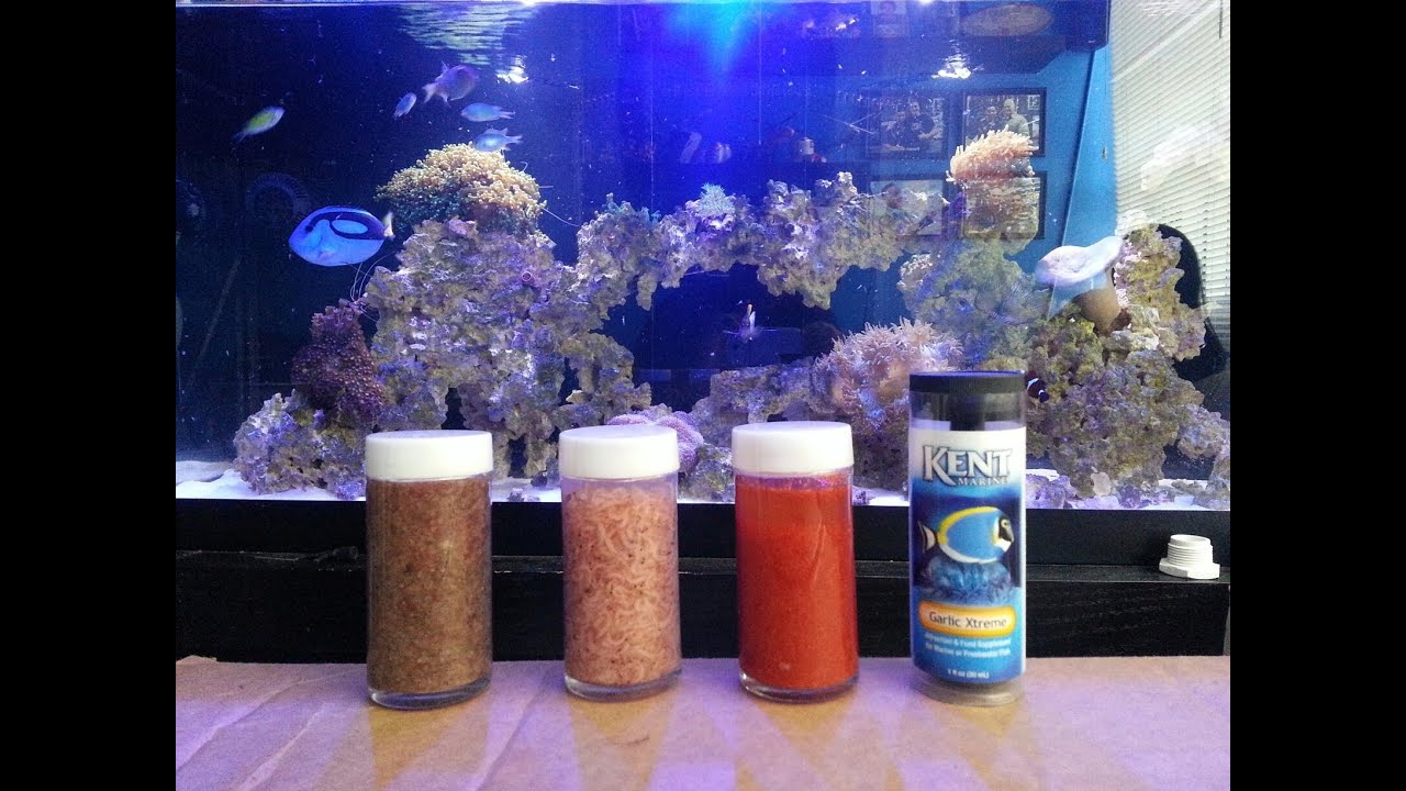 How To: Prepare Fish & Coral Food - YouTube