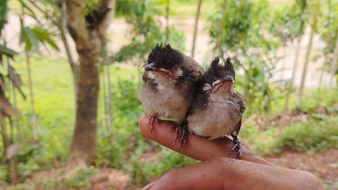 cách phân biệt chào mào non trống mái tỷ lệ 99% #chaomao #chaomaohot ...