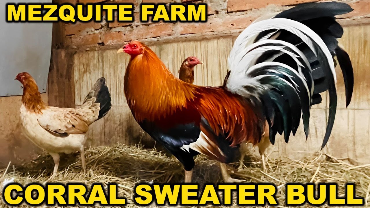 Corral Sweater Bull Golden MEZQUITE FARM - Beautiful Birds - YouTube