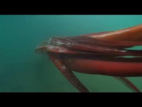 Архитеутис (гигантский кальмар) — самый большой кальмар из всех ...