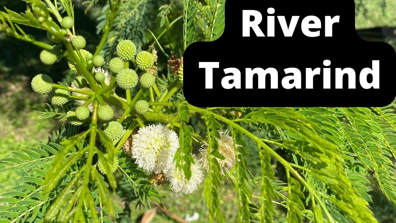 River Tamarind. Two from seed and one collected. False Tamarind ...