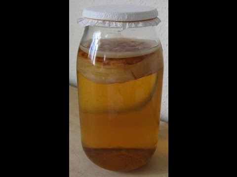 La kombucha hongo manchuriano té chino * - YouTube