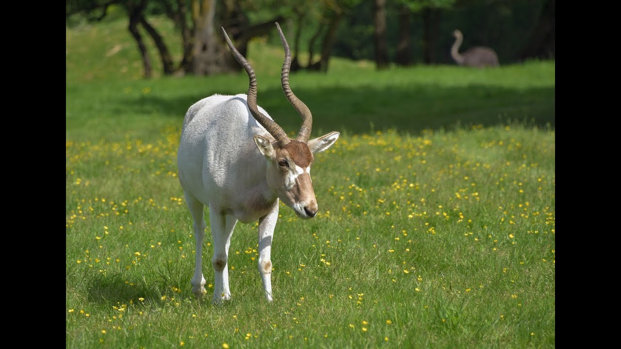 13 Endangered Addax Facts - YouTube