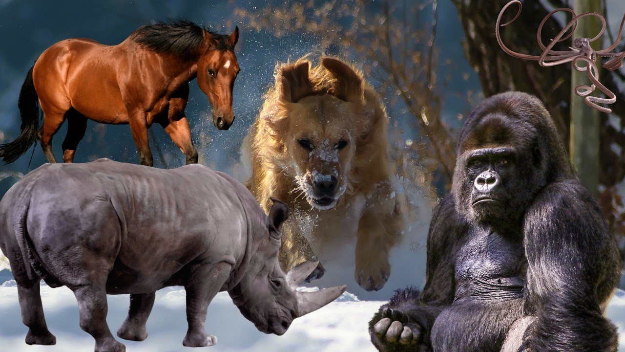 Powerfull Animals #09 | Amezing Animals 4k | Beautiful World # ...