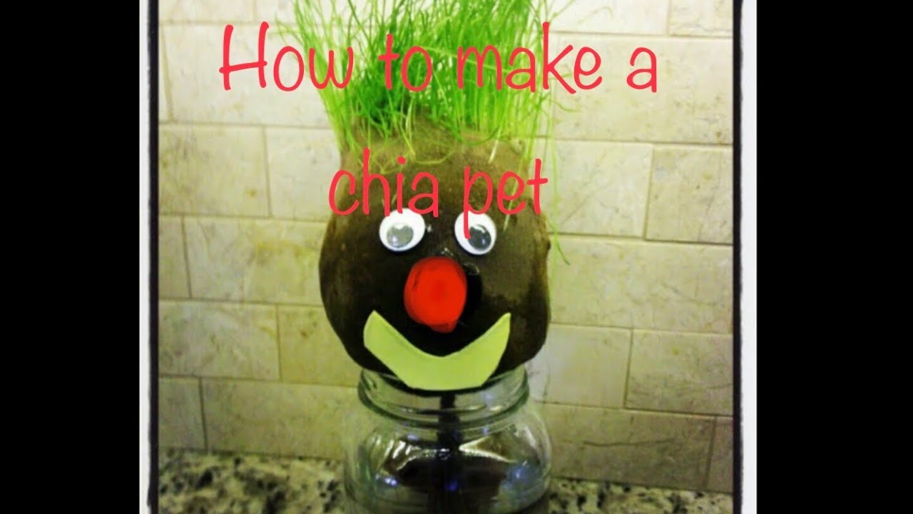 Craft 3: How to make a Chia pet | Kronau museum virtual craft program ...