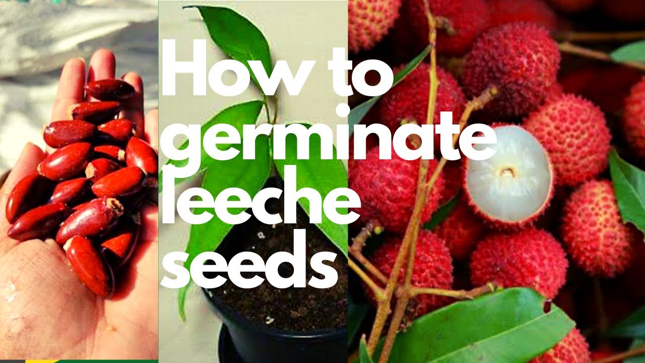 How to germinate leeche seeds | leeche seeds | #seeds #germinatingseeds ...
