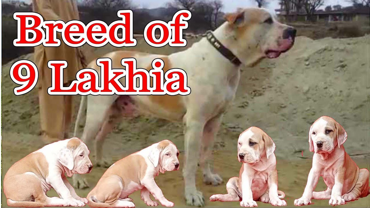 Breed of 9 Lakhia In Punjab Pakistan Boiggest Dog 9 Lakhia - YouTube