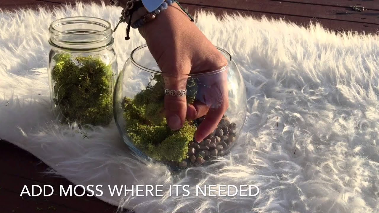 DIY Air Plant Terrarium //Air Plant Biosphere - YouTube