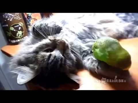 muhabbet kuşu ile kedinin dostlugu görenleri büyülüyor