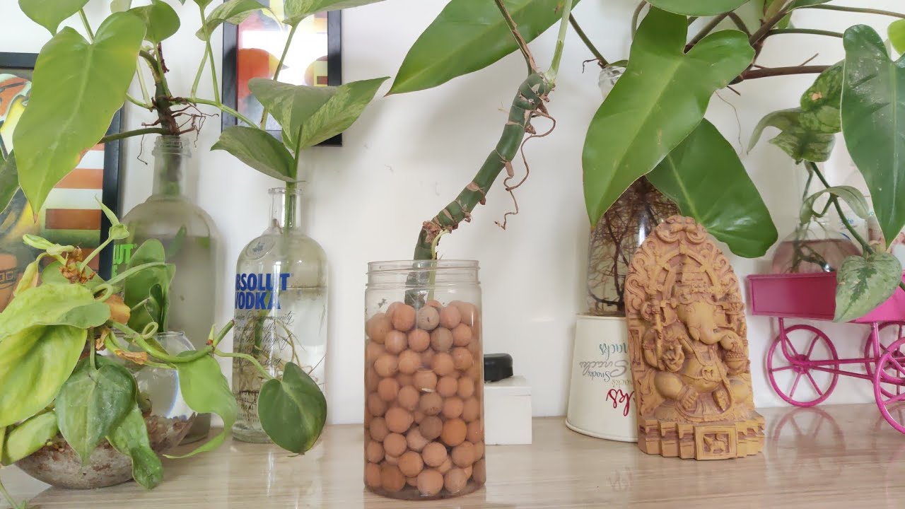 How to use Leca as potting mix #gardening #plantcaretips # ...