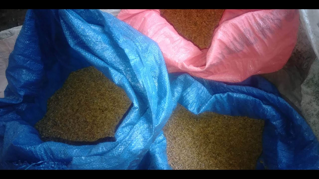 Planting at Rice Land - YouTube