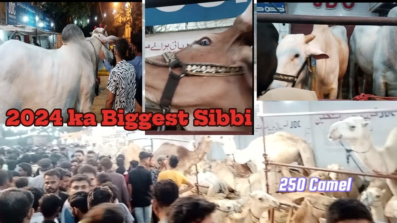 How to Feed Sibbi Bull The Heavy & Biggest in the Asia | Sibbi Bull ...