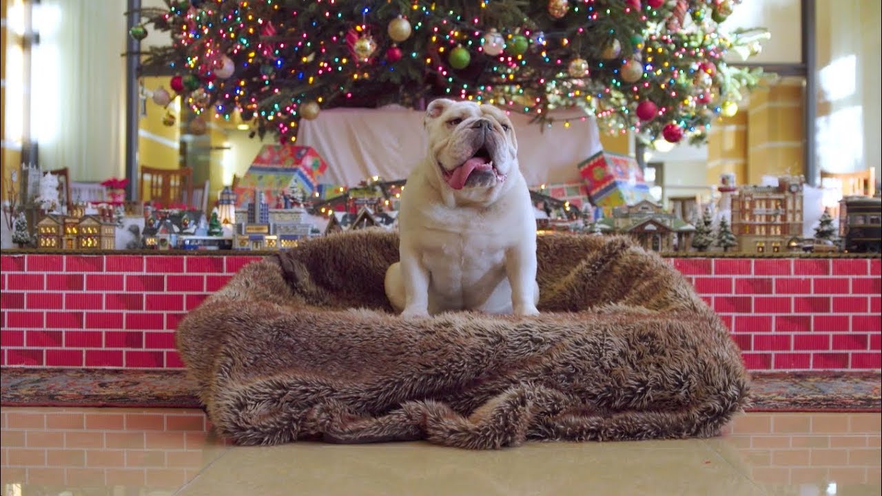 2018 Yule Dog - YouTube