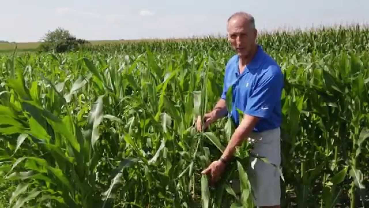 Hail Recovery in V12 Corn - YouTube