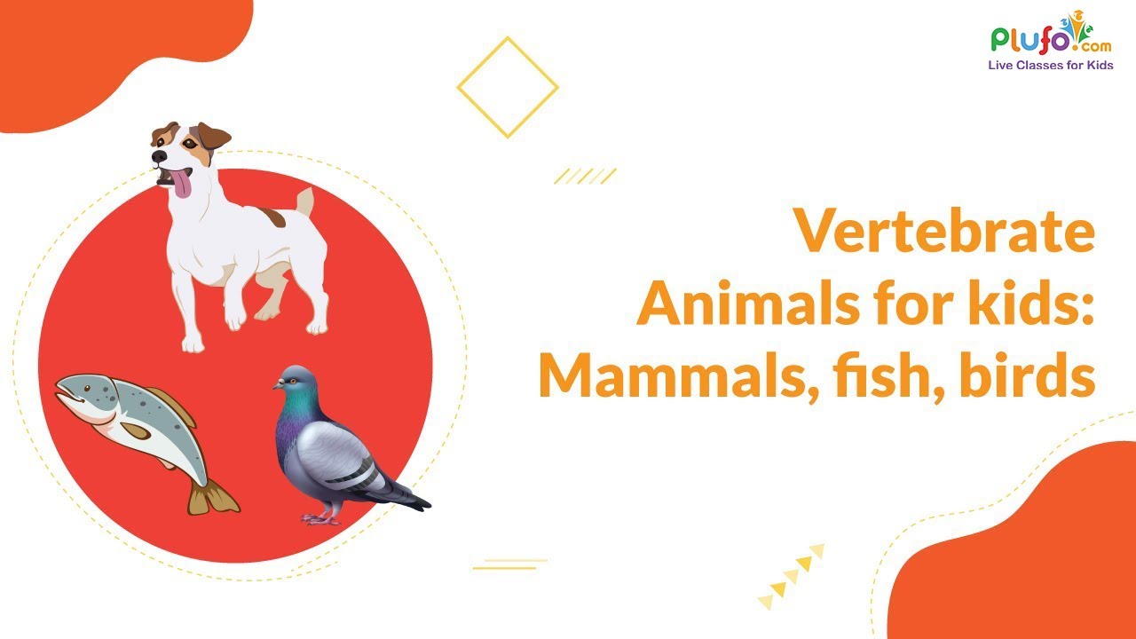 Vertebrate Animals For Kids Mammals, Fish, Birds 2 - YouTube