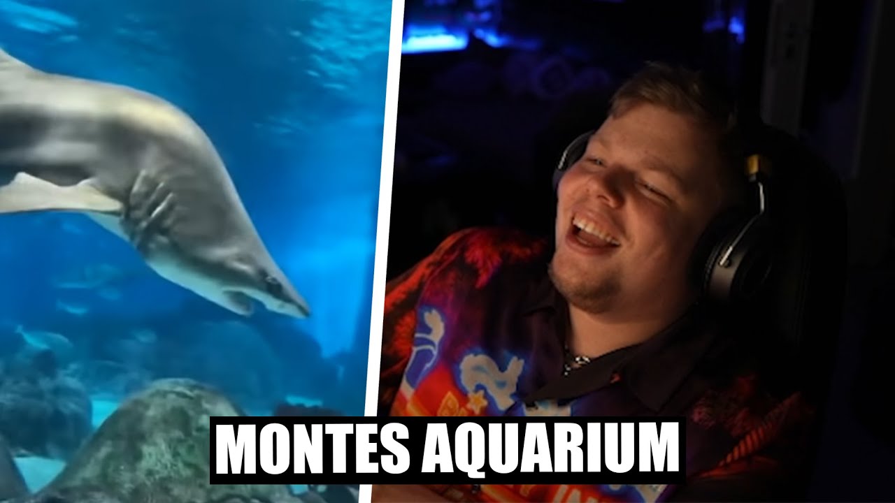 SO sehen MONTES Fische aus?! | Unusual MEMES | Tanzverbot - YouTube