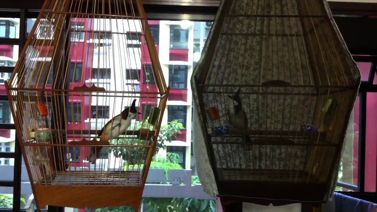 rez jambul bird - YouTube