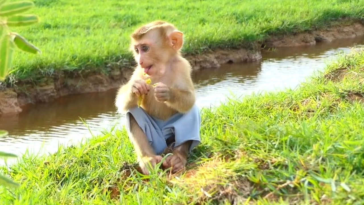 Wow Adorable Baby Monkey Katy Is So Happy To See Birds Flying Overhead ...