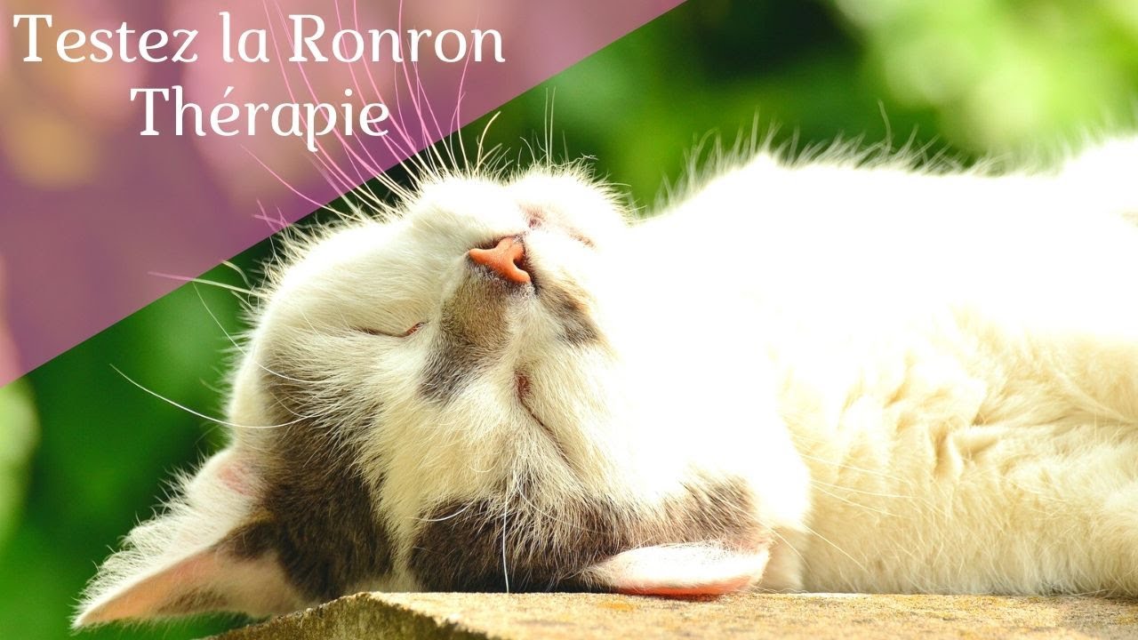 Ronronnement de chat - ronronthérapie - YouTube