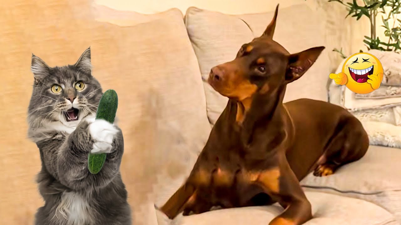 Funniest Confused Pets Compilation 😹🐶 The Funniest Cats and Dogs That ...